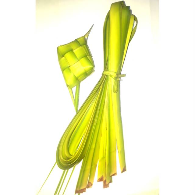 Jual Daun kelapa / Janur kuning 10 pcs | Shopee Indonesia