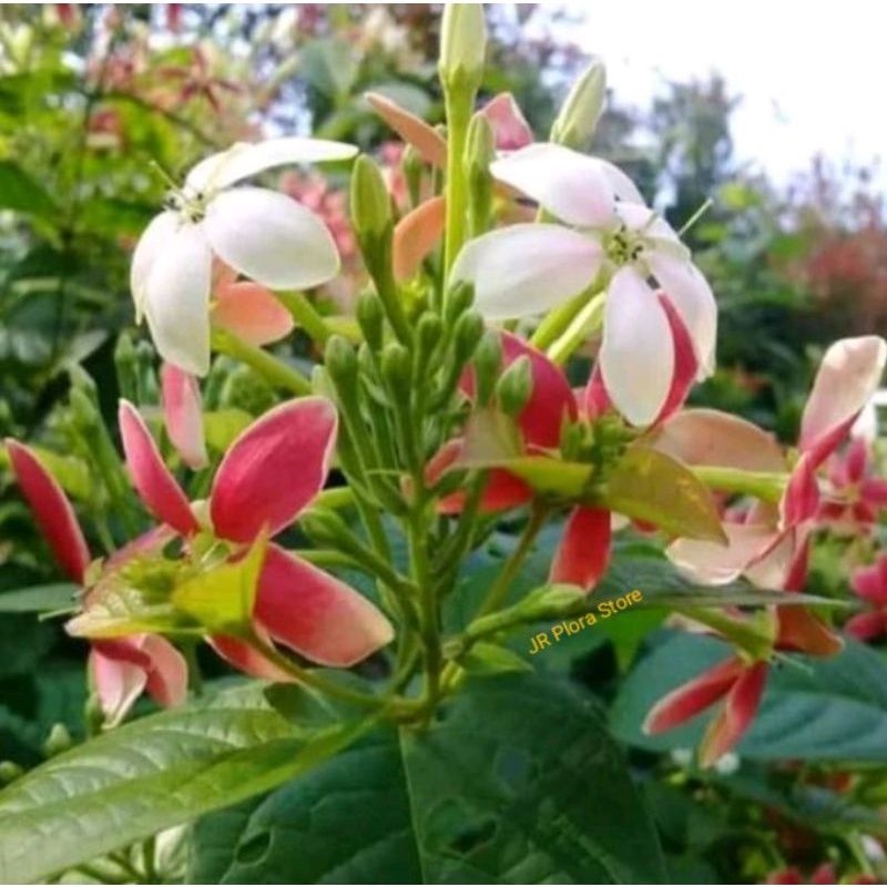 Jual Tanaman hias Merambat Melati Belanda/tanaman hias melati belanda ...