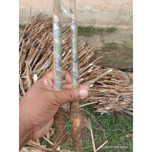 Jual Bibit Karet Okulasi Stum Mata Tidur | Shopee Indonesia