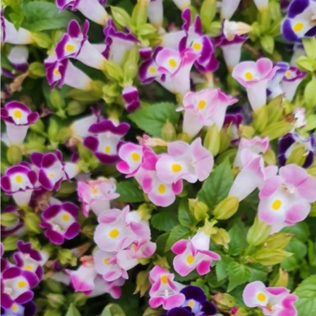 Jual UsahaTemanku Teronia Edible Flowers Bunga Torenia | Shopee Indonesia