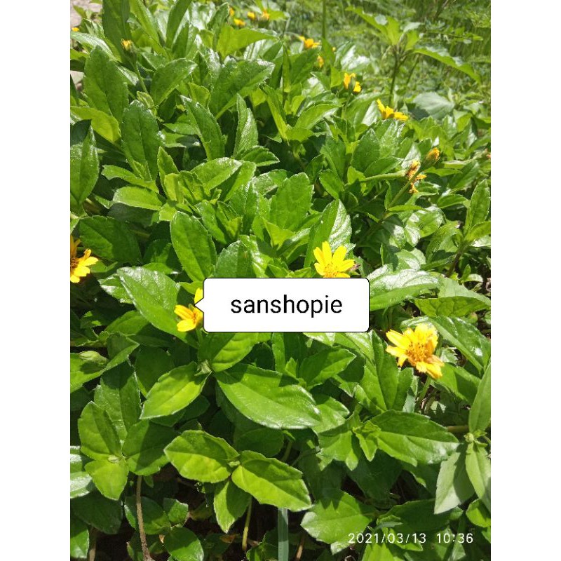 Jual Daun Seruni Jalar Tusuk Segar 1 Kg | Shopee Indonesia