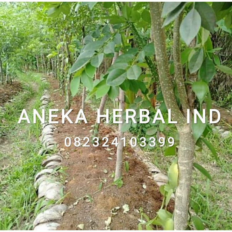 Jual BIBIT STEK POHON GAMAL POHON KALIKRIA STEK BATANG GAMAL UNTUK ...