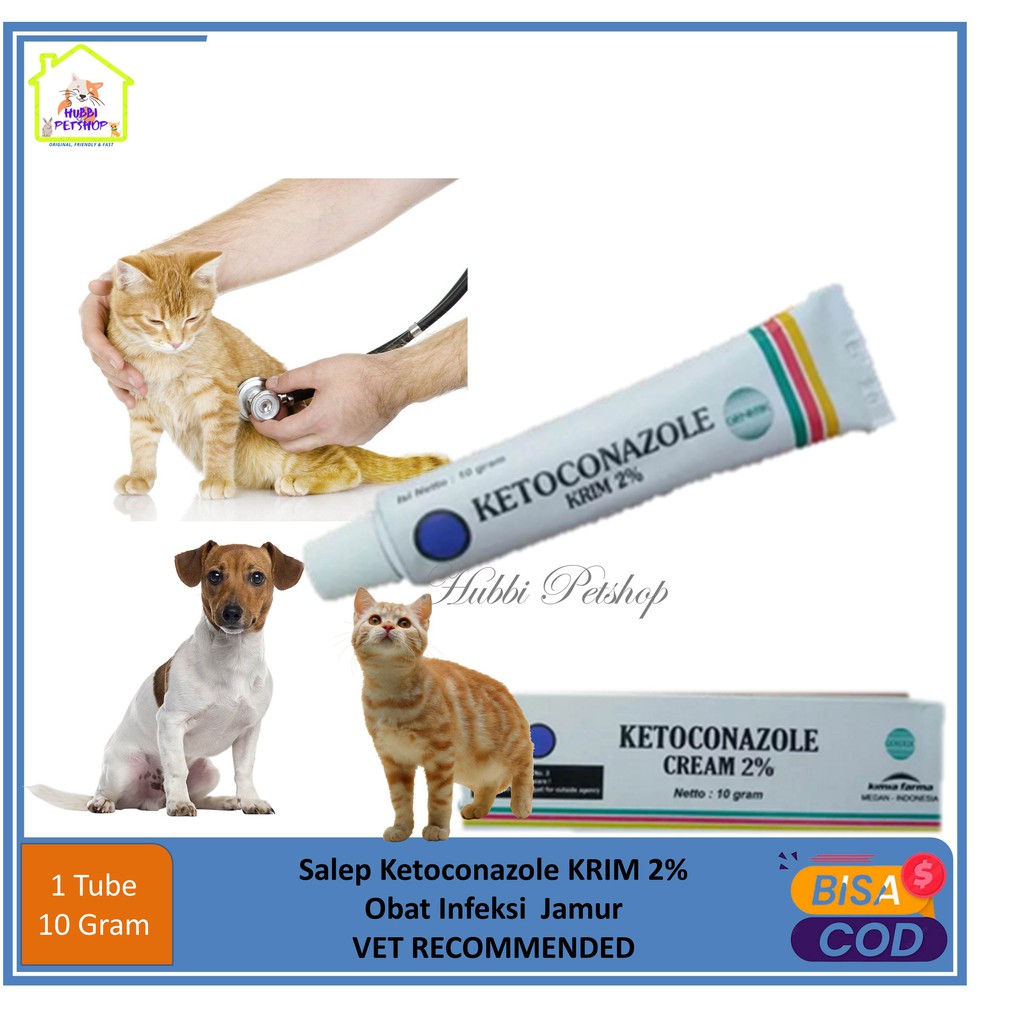 Jual Obat Salep Jamur Kucing Ampuh Salep Luka Jamur Scabies Kucing ...