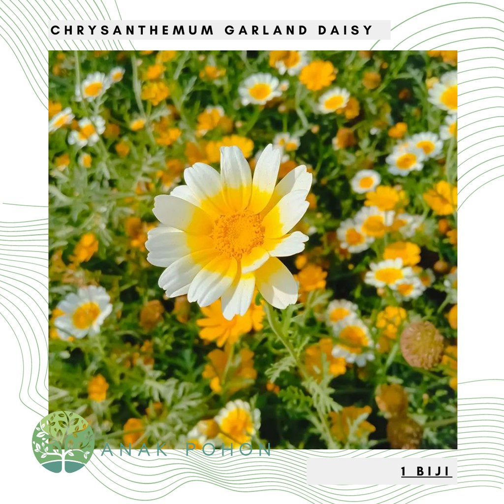 Jual Benih Bibit Biji - Bunga Chrysanthemum Garland Daisy Flower Seeds ...