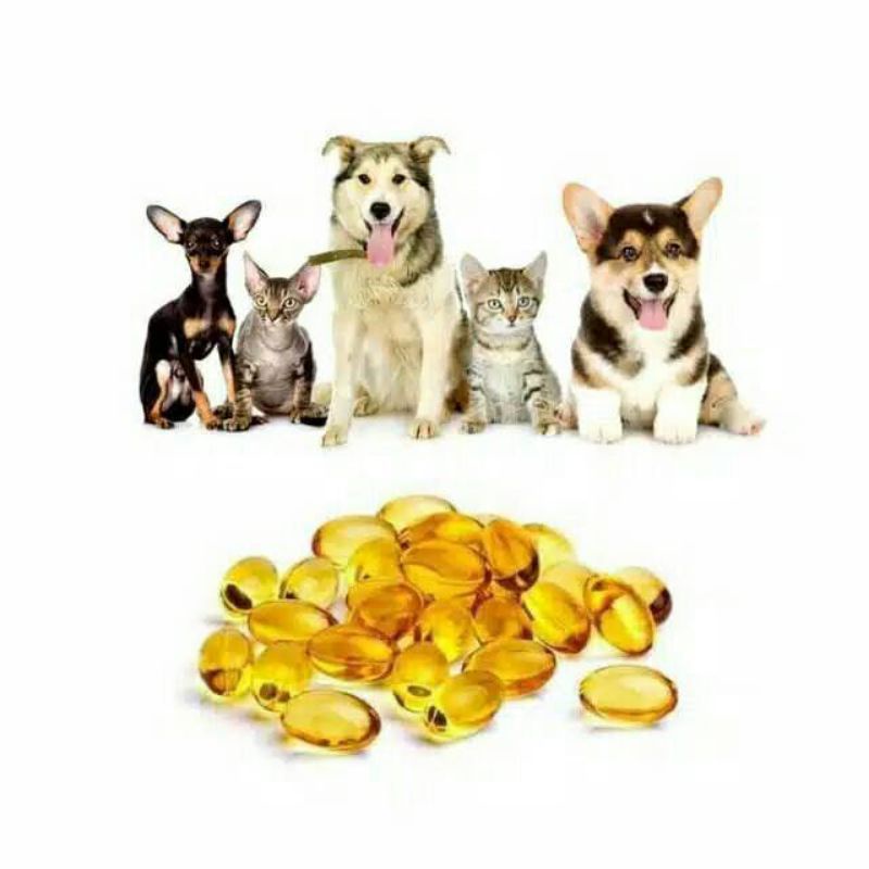 Jual 20 butir Minyak ikan vitamin hewan kucing kelinci ayam | Shopee ...