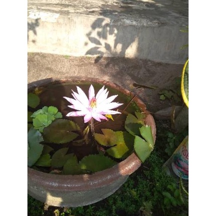 Jual [KODE N0P0V] Bibit Bunga teratai tanaman hidup | Shopee Indonesia