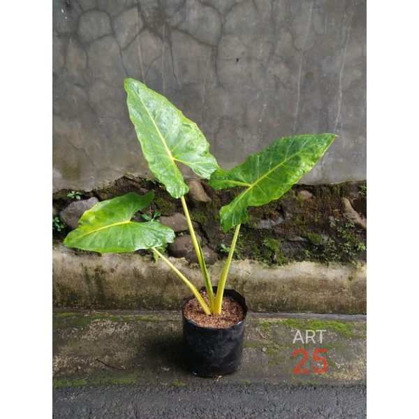 Jual Alocasia Macrorrhiza Lutea Gold Talas Alokasia Golden Sente Kuning ...