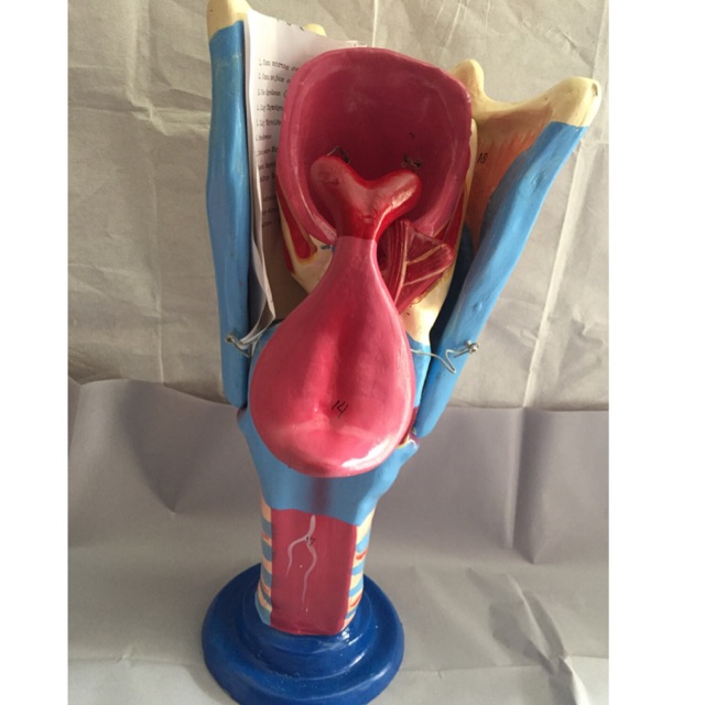 Jual Alat peraga Pendidikan Model jakun /Model JAKUN | Shopee Indonesia