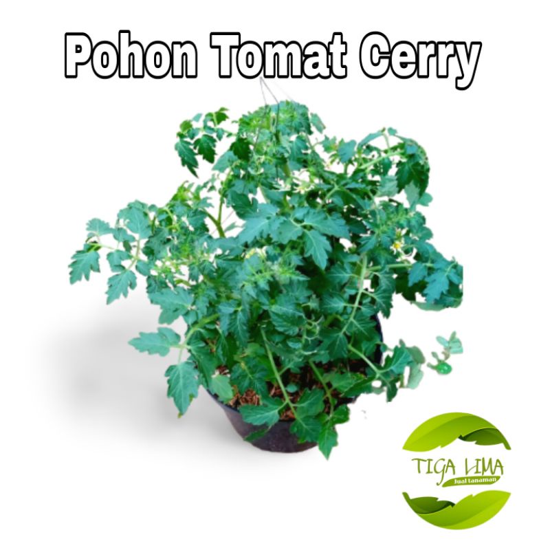 Jual pohon tomat Cherry/tanaman buah tomat/tomat Cherry di pot | Shopee ...