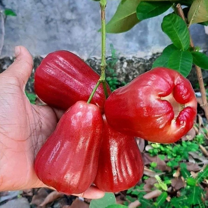 Jual Bibit Jambu Air Citra Merah Super Manis Okulasi Cepat Berbuah ...