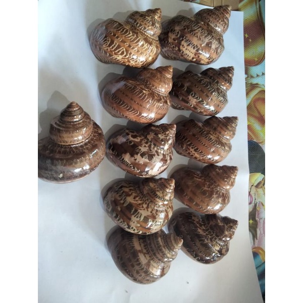 Jual Cangkang kelomang keong kerang turbo petholatus size M - L ...