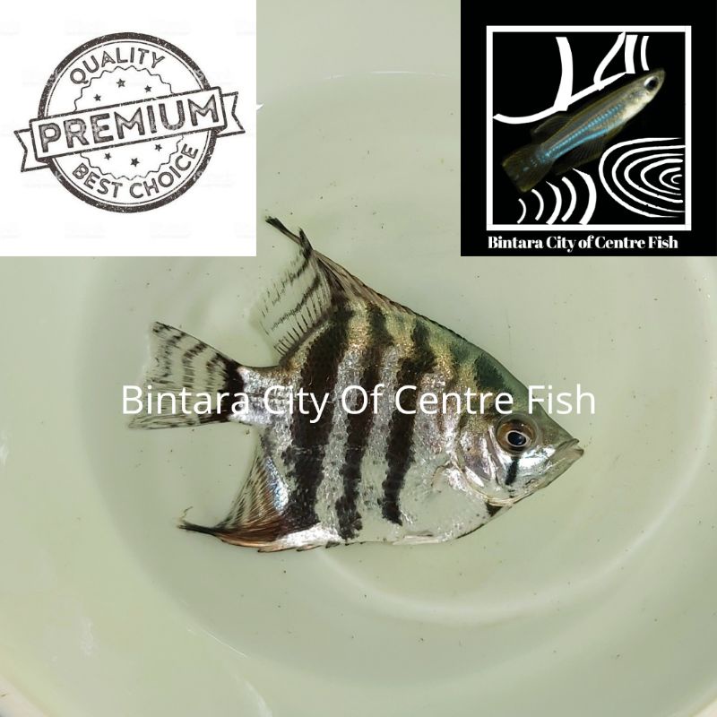 Jual Ikan Manfish Blue Pinoy, size 3cm (M), min order 25 ekor | Shopee ...