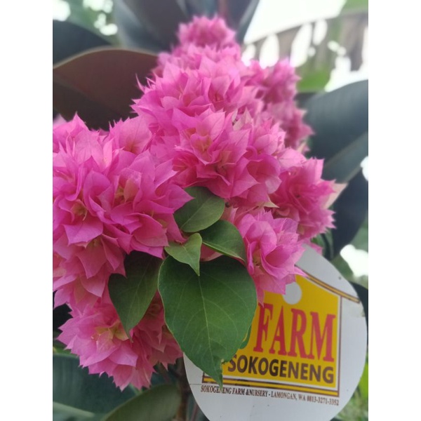 Jual bibit bugenvil TUMPUK KRIWUL CHERRY BLOSSOM PINK cutting stek ...