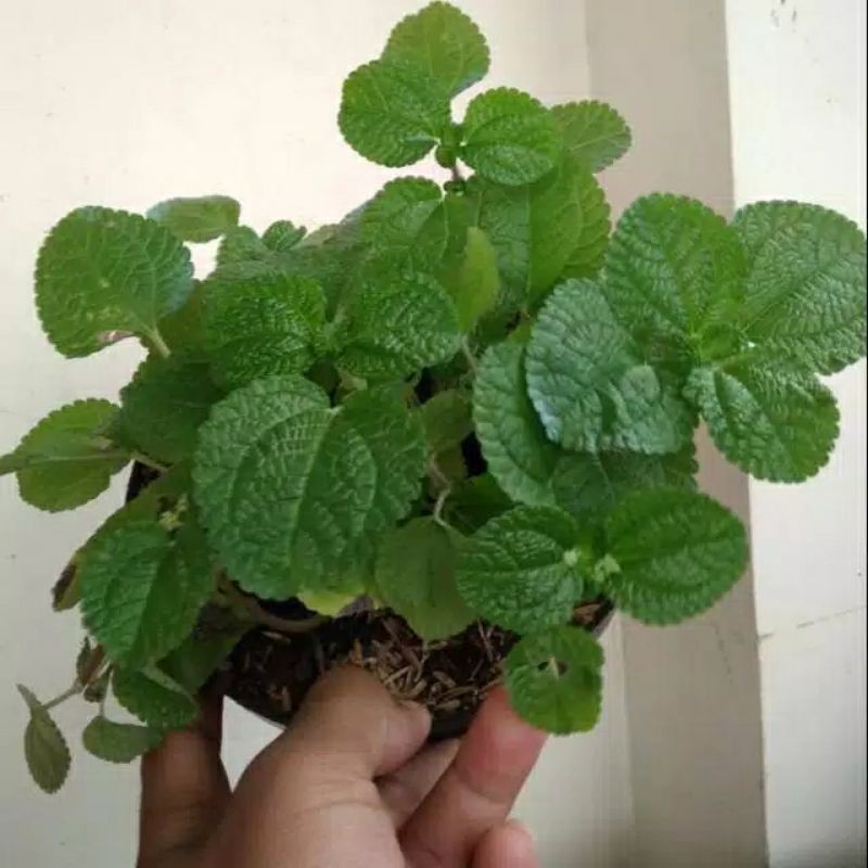 Jual Pepermint | Shopee Indonesia