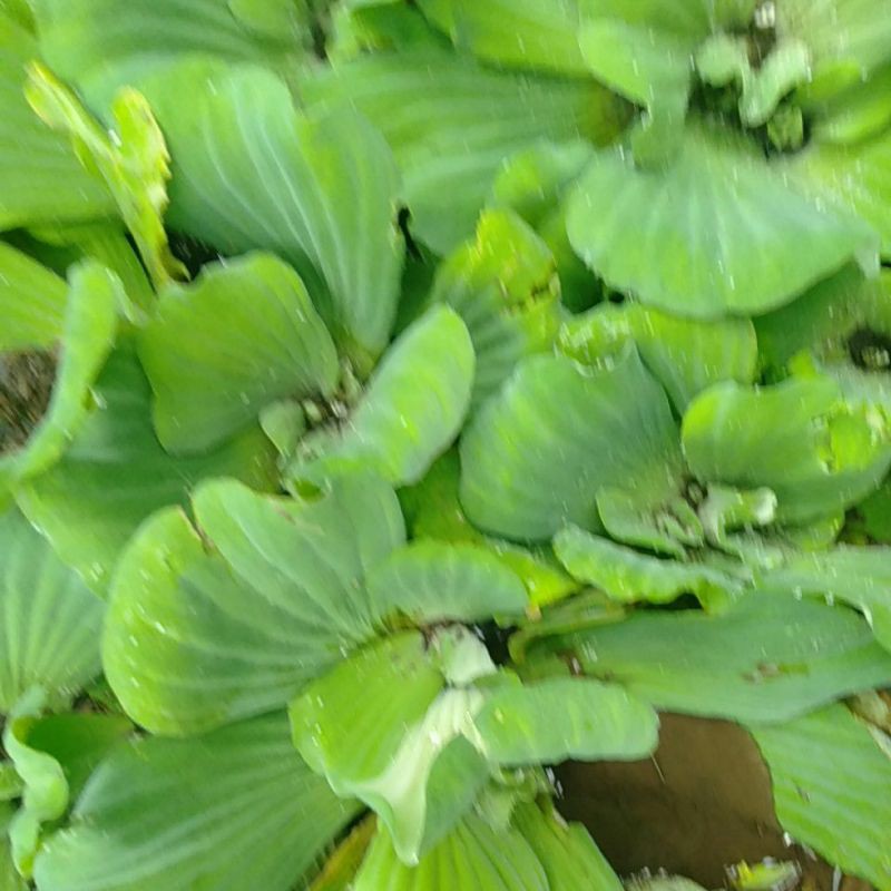 Jual Tanaman AIR APUNG / Eceng Gondok Kolam Air Minim order 5 tanaman ...