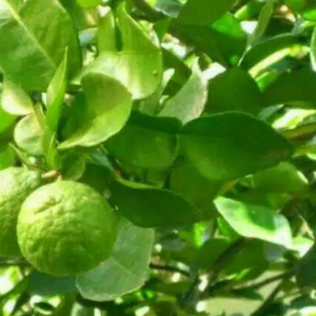 Jual DAUN jeruk purut segar / herbal / bumbu dapur 50gr. | Shopee Indonesia