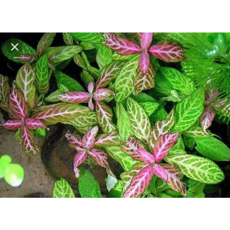 Jual Hygrophila Polysperma Sunset - tanaman aquascape | Shopee Indonesia
