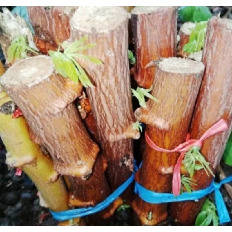 Jual Bibit batang singkong kuning mentega // 1 ikat - isi 10 //Bibit ...