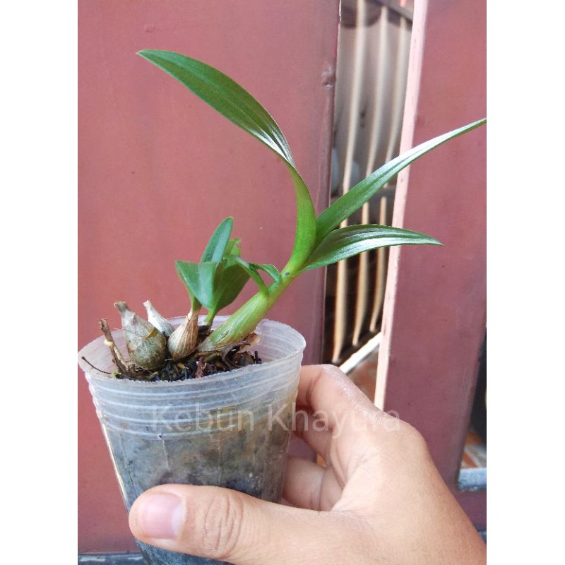 Jual Anggrek Dendrobium Enobi Splash Purple (Plant Mini) | Shopee Indonesia