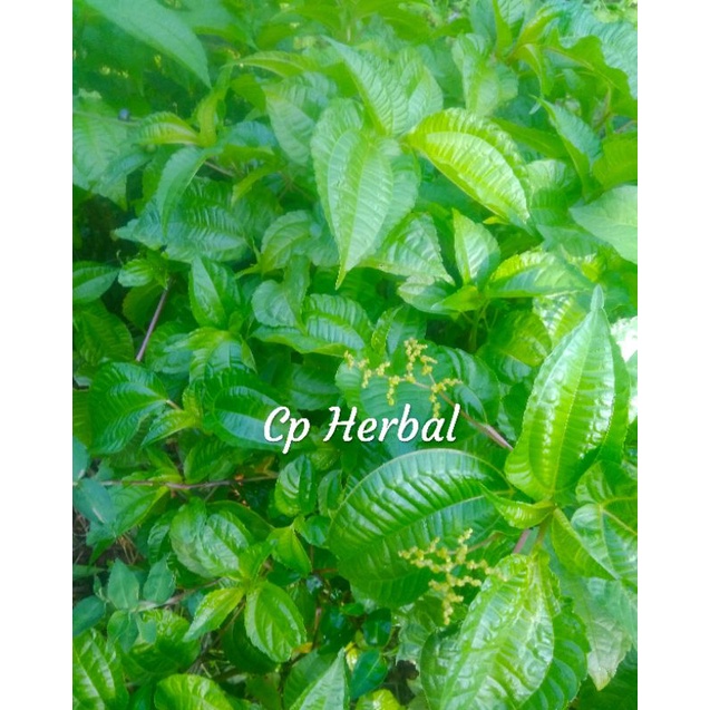 Jual daun pohpohan untuk lalaban | Shopee Indonesia