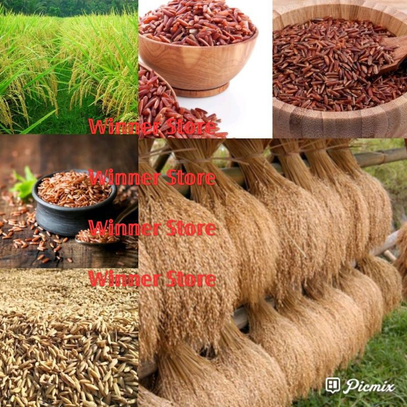 Jual Bibit Benih Tanaman Padi Merah (200 Butir) | Shopee Indonesia