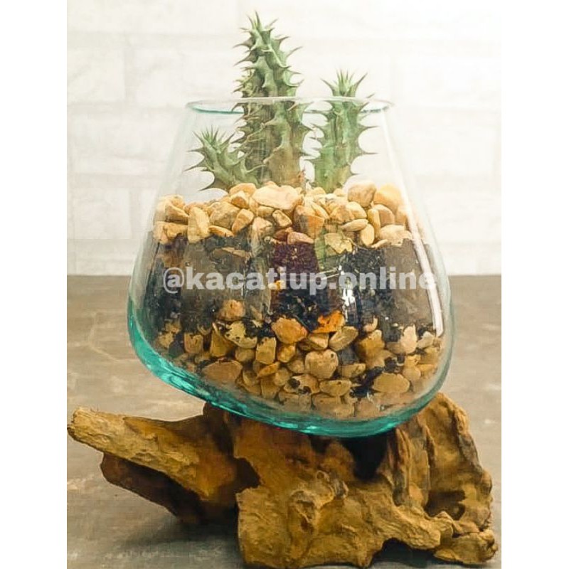 Jual Pot sukulen murah size L kaca tiup akar gamal dapat digunakan ...