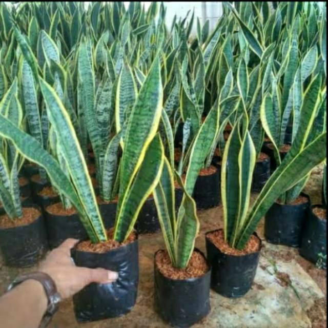 Jual TANAMAN HIAS SENSIVERA KUNING - POHON SENSIVERA PEDANGAN KUNING ... Jual TANAMAN HIAS SENSIVERA KUNING - POHON SENSIVERA PEDANGAN KUNING ...