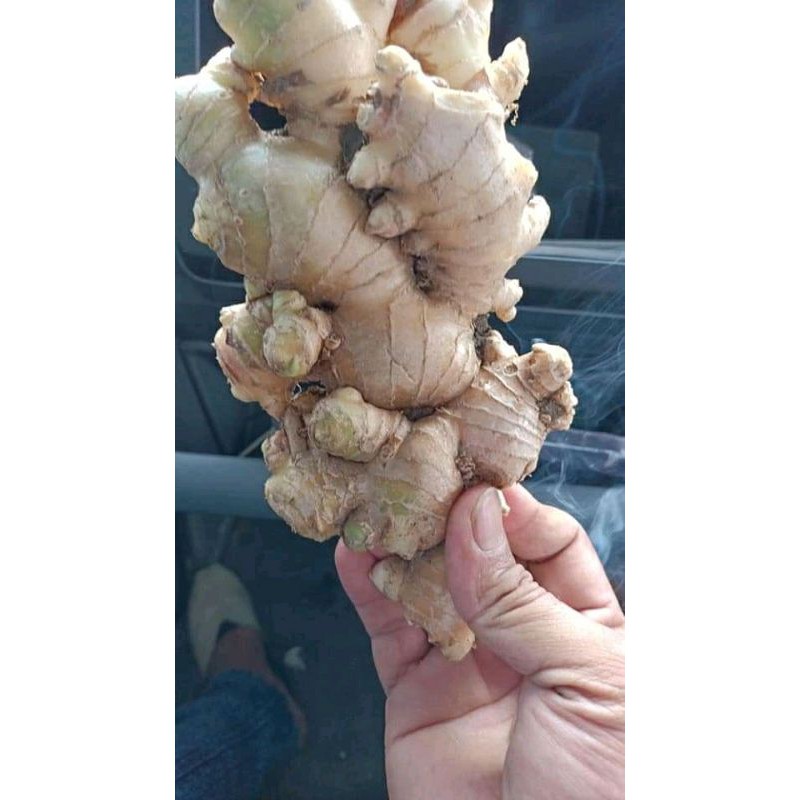 Jual JAHE PUTIH GAJAH MEDAN, berat 200 gram(2 ons) | Shopee Indonesia