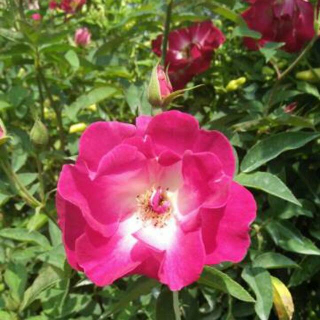 Jual Tanaman Eyepaint Climber Rose - Pesona Bunga Indah di Taman Anda ...