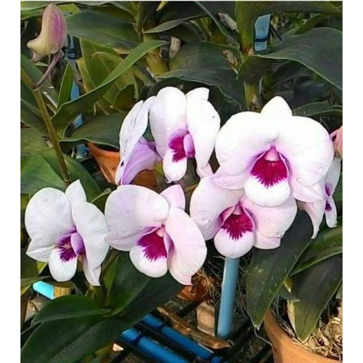 Jual Dendrobium White Red Lips | Shopee Indonesia