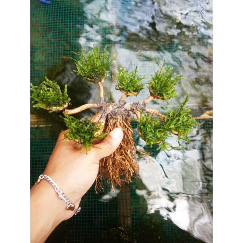 Jual bonsay MOS Java tanaman aquascape | Shopee Indonesia