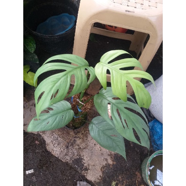 Jual Epip Cebu blue silver pecah daun murah | Shopee Indonesia