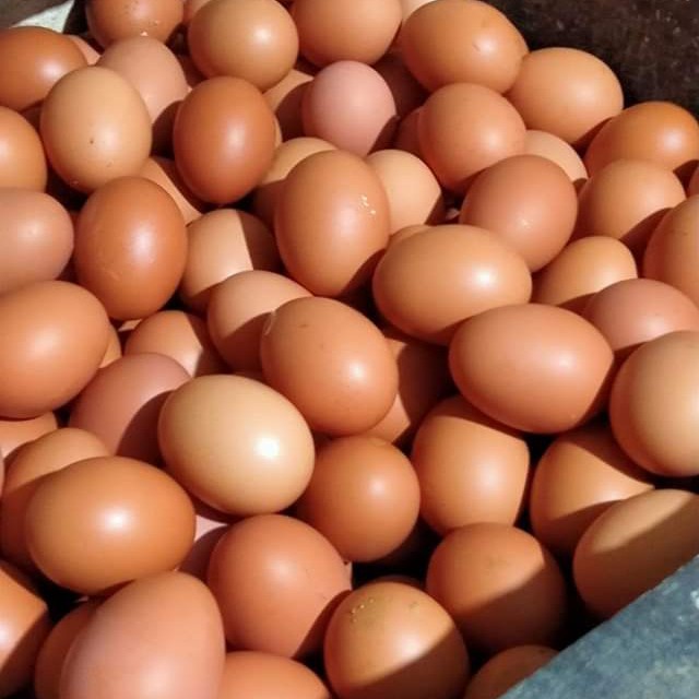 Jual Telur Ayam Negeri 1 kg | Shopee Indonesia