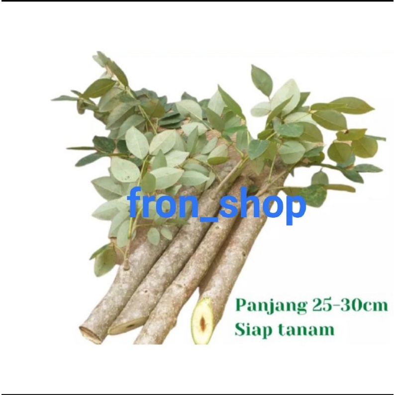 Jual BIBIT POHON GAMAL | STEK POHON GAMAL | POHON GAMAL UNTUK VANILI ...