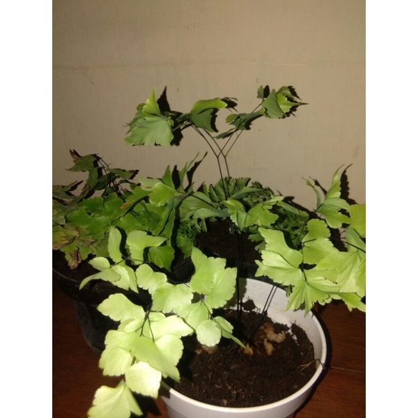 Jual paket 3 suplir | Shopee Indonesia