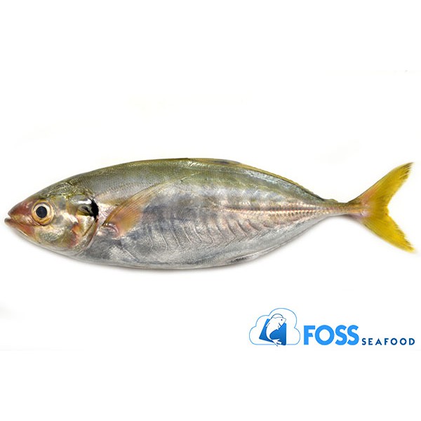 Jual Kembung Como / Ikan Kembung Como / Ikan Beku / Frozenfood ...