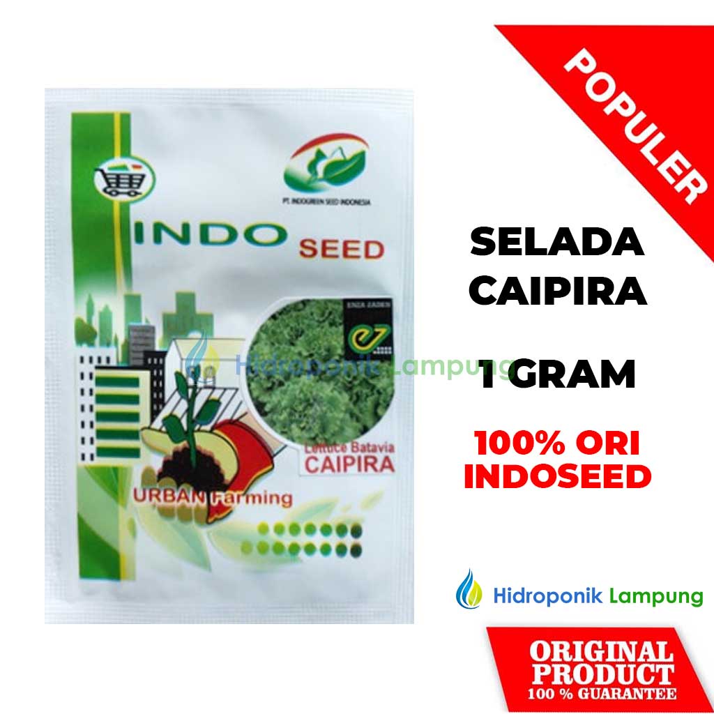 Jual BENIH BIBIT SELADA LETTUCE CAIPIRA INDOSEED ISI 1 GRAM | Shopee ...