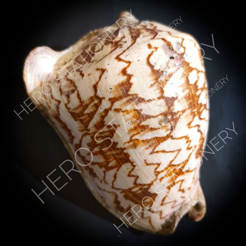 Jual Cangkang shell kulit kerang siput Cymbiola nobilis jumbo | Shopee ...