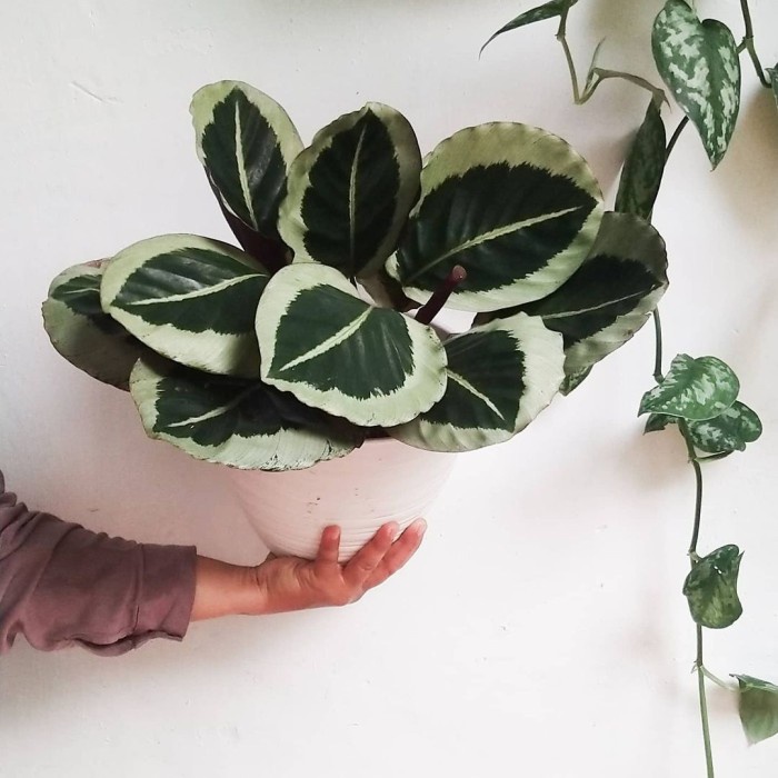 Jual Calathea Rosepicta Calathea Cynthia, Tanaman Hias Calathea, Hiasan ...