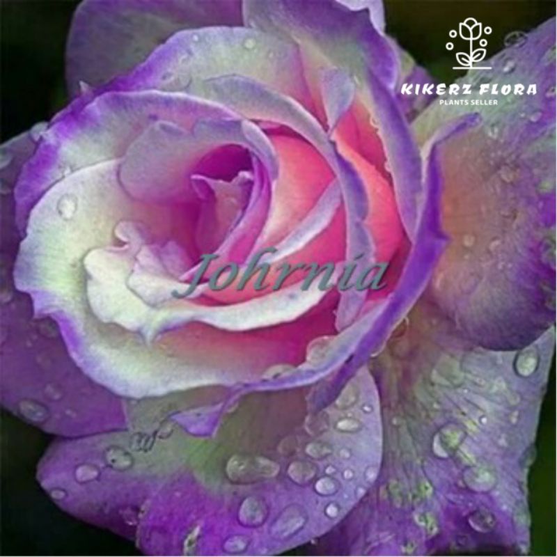 Jual PROMO!!! TANAMAN HIAS BUGENVIL BUNGA KERTAS// PURPLE PINKY ...