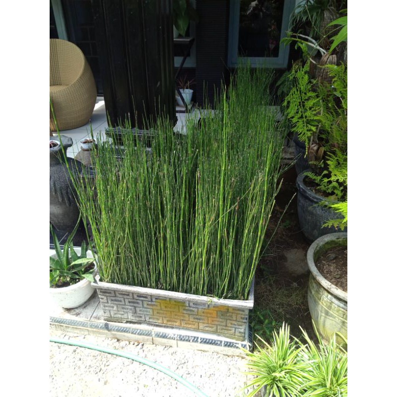 Jual PROMO!! TANAMAN HIAS BAMBU AIR | Shopee Indonesia