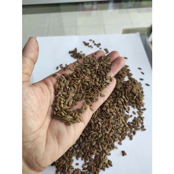 Jual Biji Sengon Laut bibit albasia Benih sengon 1 Kg | Shopee Indonesia