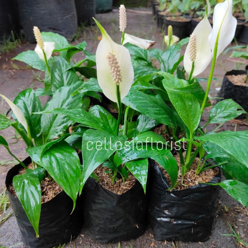 Jual Tanaman Hias Peace Lily / Spatufilum Bunga Indoor | Shopee Indonesia