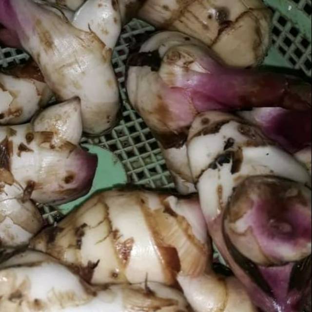 Jual Umbi ganyong atau ganyol merah segar 1 kg | Shopee Indonesia