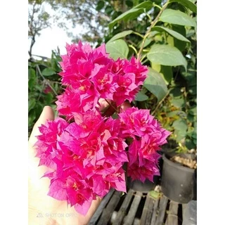 Jual bunga bougenville merah Harga Terbaik & Termurah Mei 2024 | Shopee ...