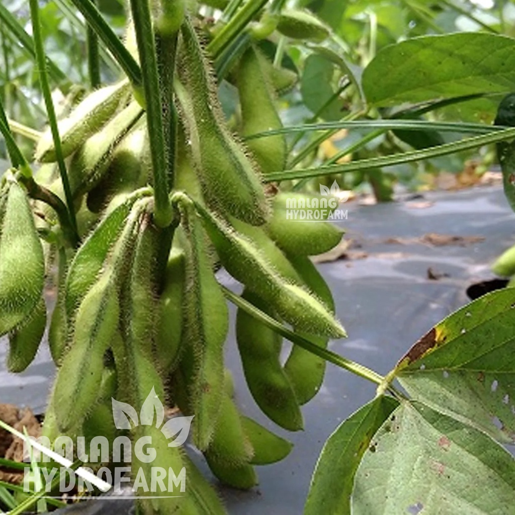 Jual Benih Kedelai Edamame Jepang 5 biji Unggulan berkualitas bibit ...