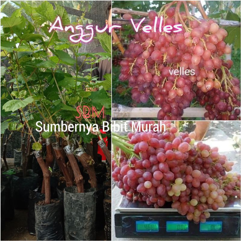 Jual Bibit Anggur Velles / Anggur Veles /Anggur Velez grafting | Shopee ...