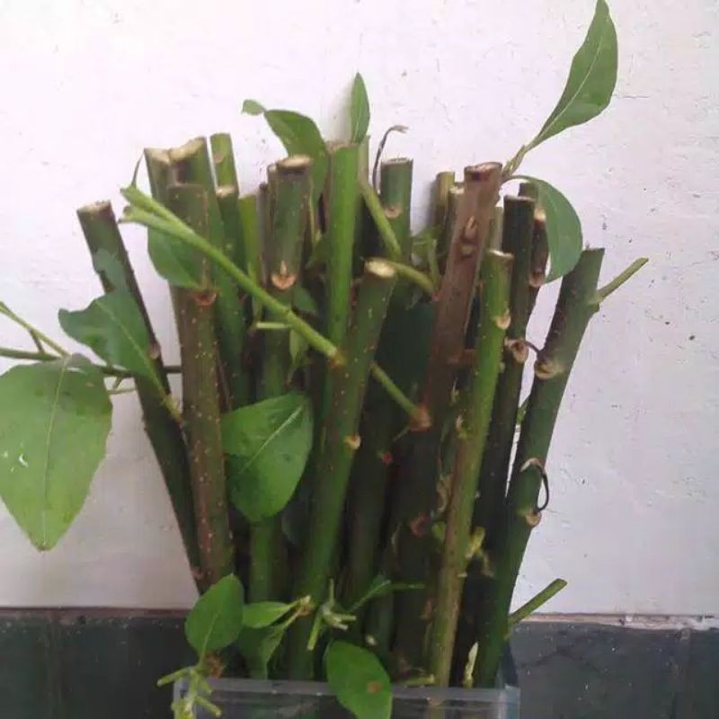 Jual Bibit STEK Batang pohon daun afrika -cutting batang obat diabetes ...