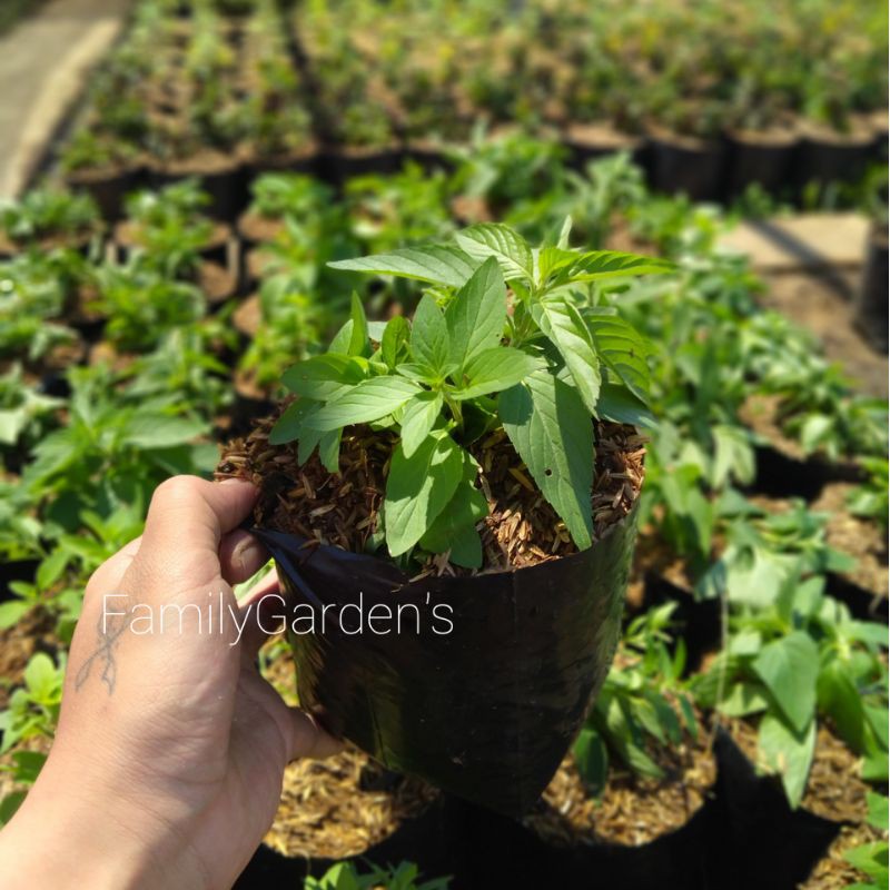 Jual Tanaman Daun Menthol / Mentol Mint TOGA/Herbal/Rempah-rempah ...