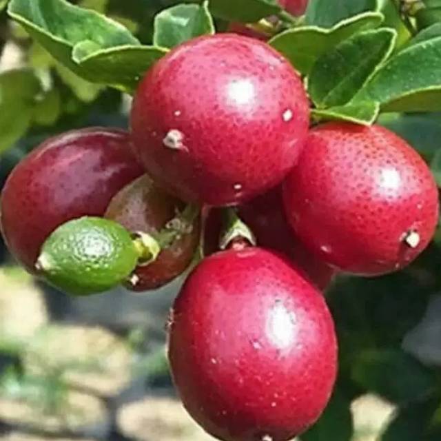 Jual Tanaman Jeruk Kingkit - tanaman hias bonsai | Shopee Indonesia